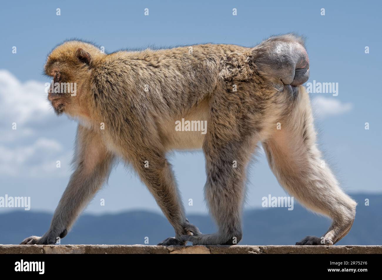 Portraits of Barbary Macaque in The Rock of Gibraltar Stock Photo - Alamy