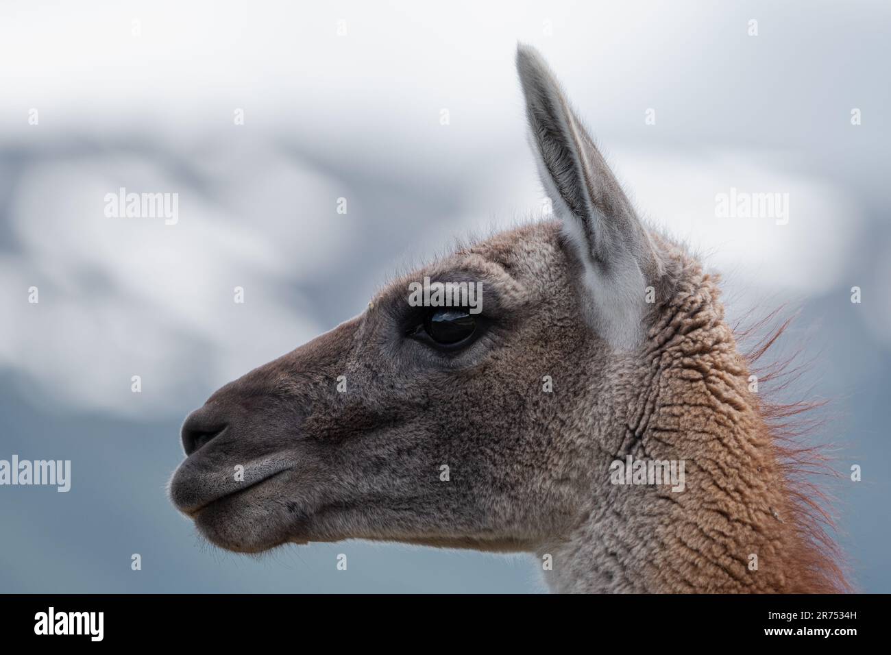 Guanaco portraits, Lama Guanicoe, in Chilean Patagonia Stock Photo - Alamy