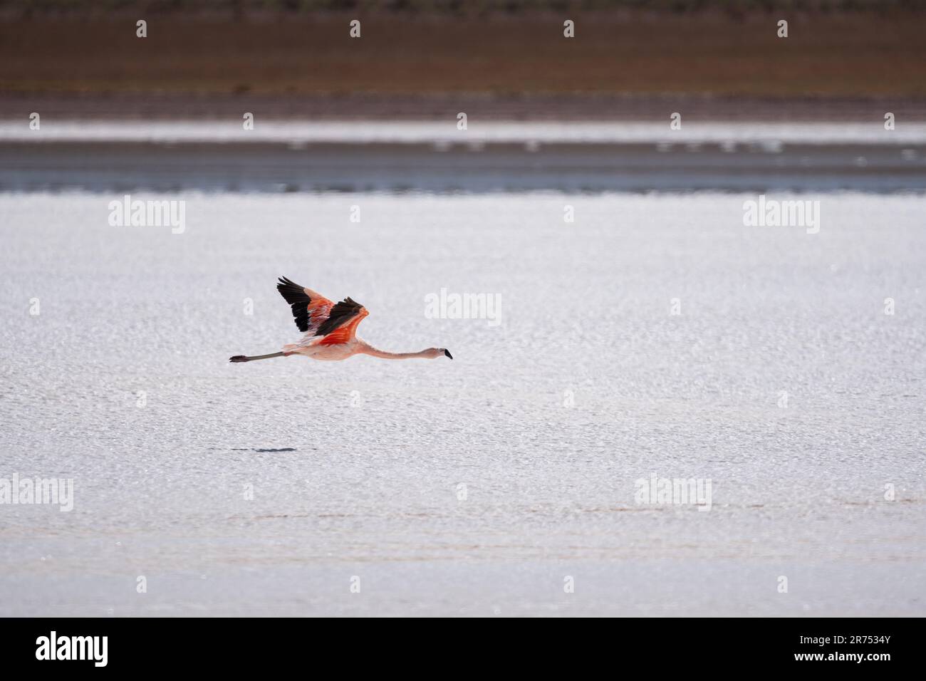 Atacama postcard hi-res stock photography and images - Alamy