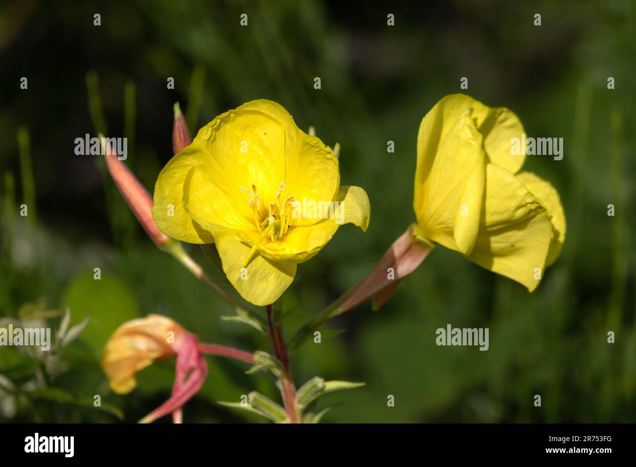 Evening Primrose (Oenothera) flowers in lovely yellow with new buds ...