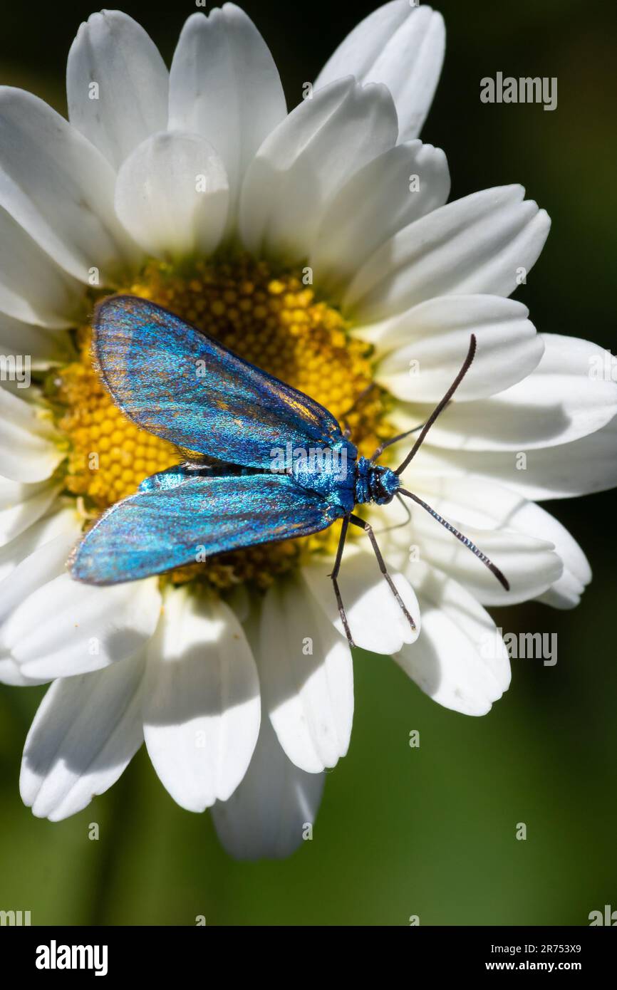 A beautiful, blue Forester moth (Adscita statices) perched on a daisy ...