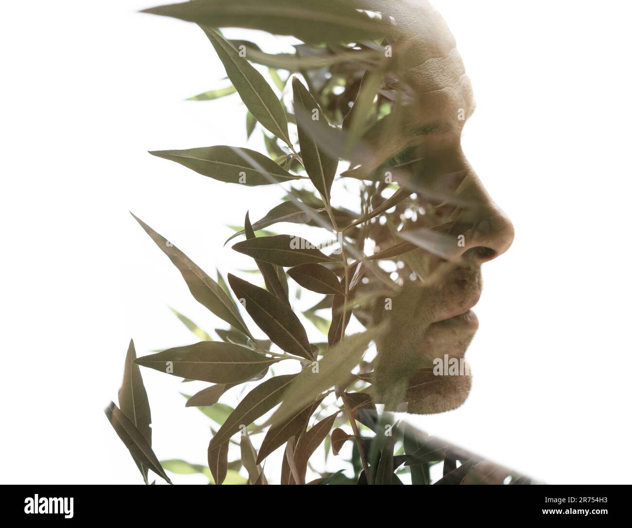 Doubel exposure profile portrait of a man's face and olive leaves Stock ...