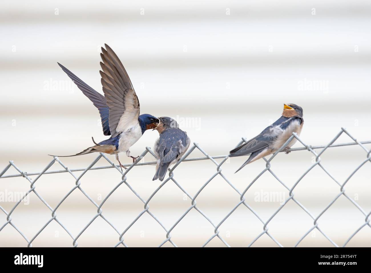 Barn Swallow (Hirundo rustica) adult feeding young Cantley Norfolk GB ...