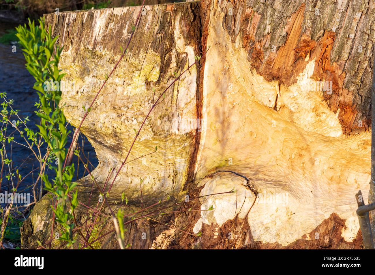 Bite marks hi-res stock photography and images - Alamy