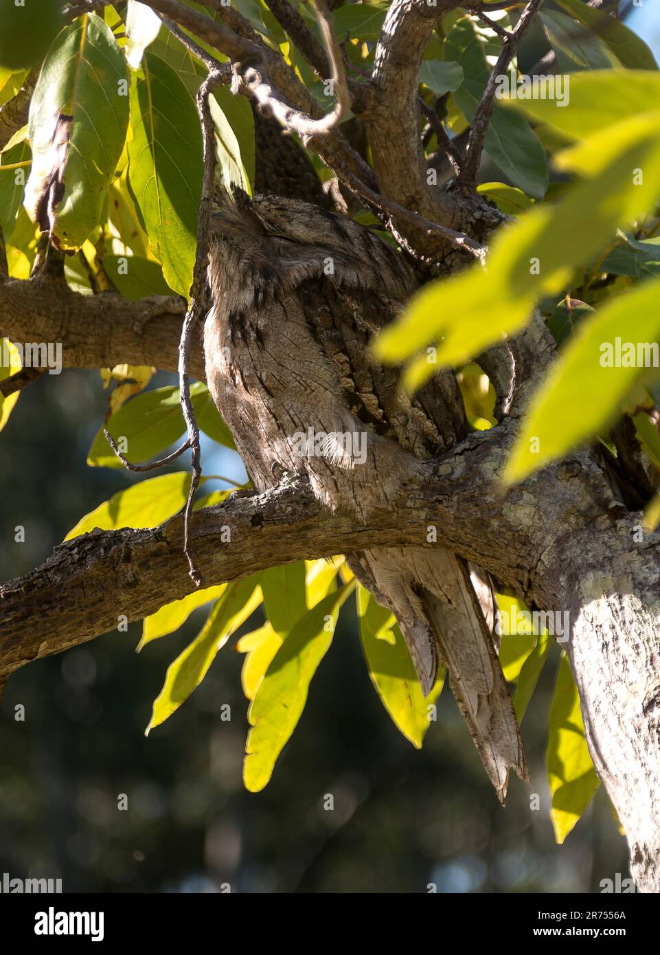 Smallest frogmouth hi-res stock photography and images - Alamy