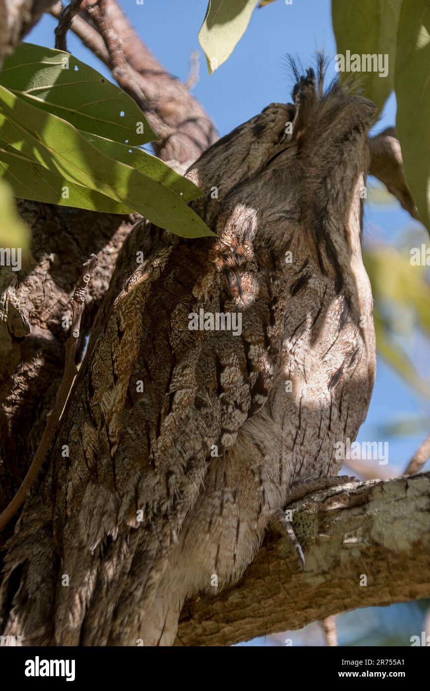 Head and shoulders of Australian Marbled Frogmouth, podargus ocellatus ...