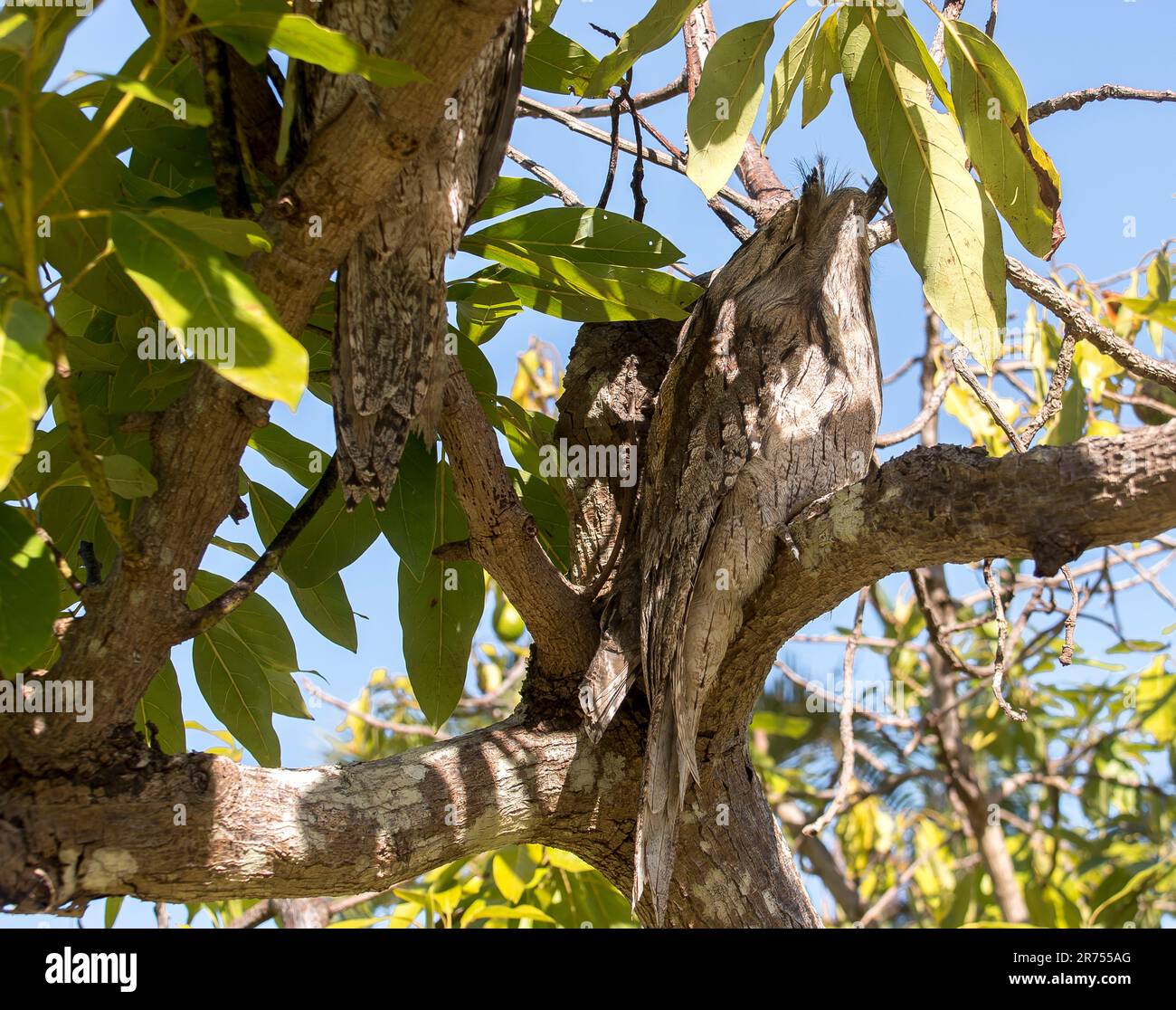 Pair of Australian Marbled Frogmouth, podargus ocellatus, roosting in ...