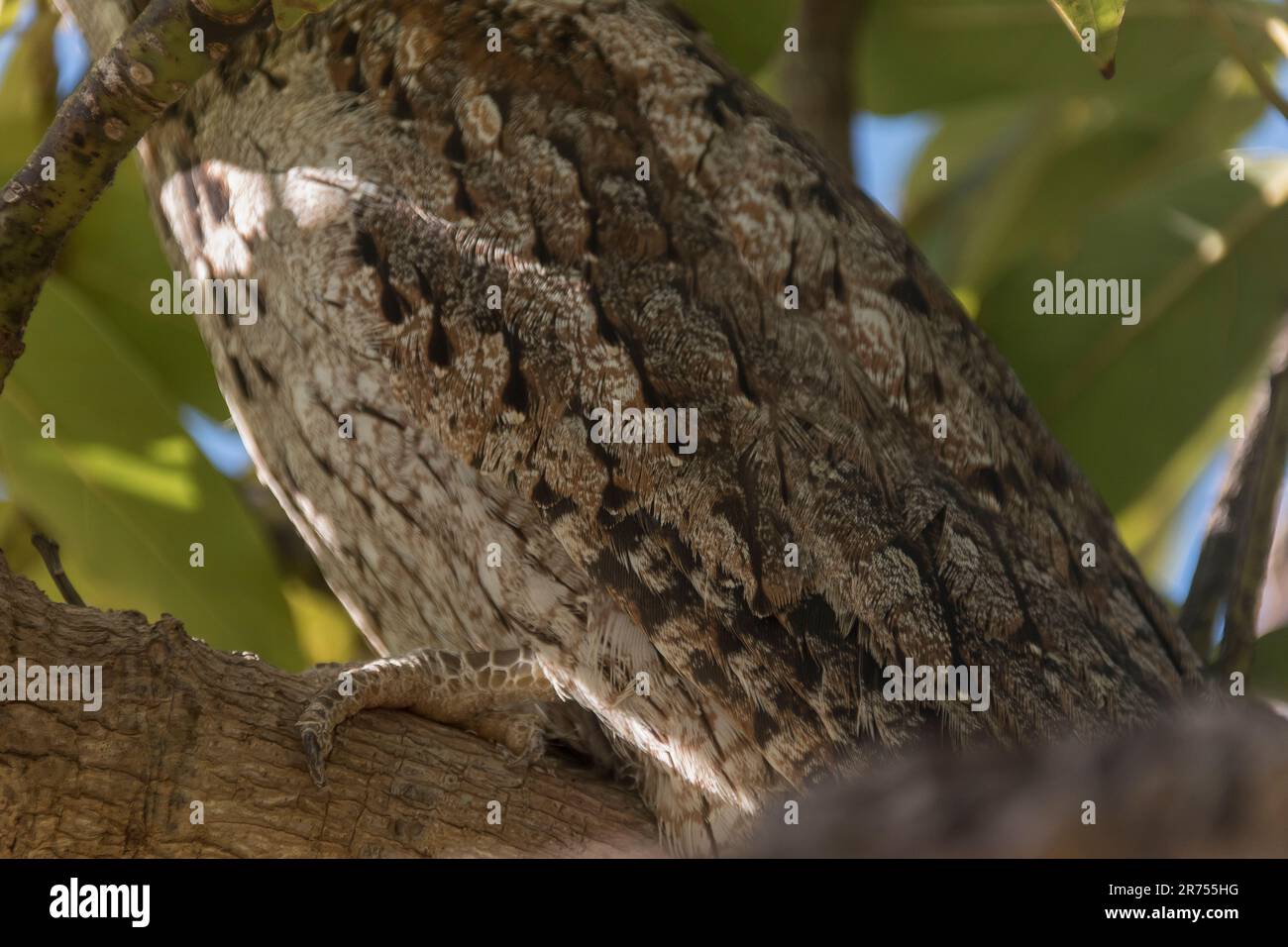 Wing of Australian Marbled Frogmouth, podargus ocellatus, roosting in ...