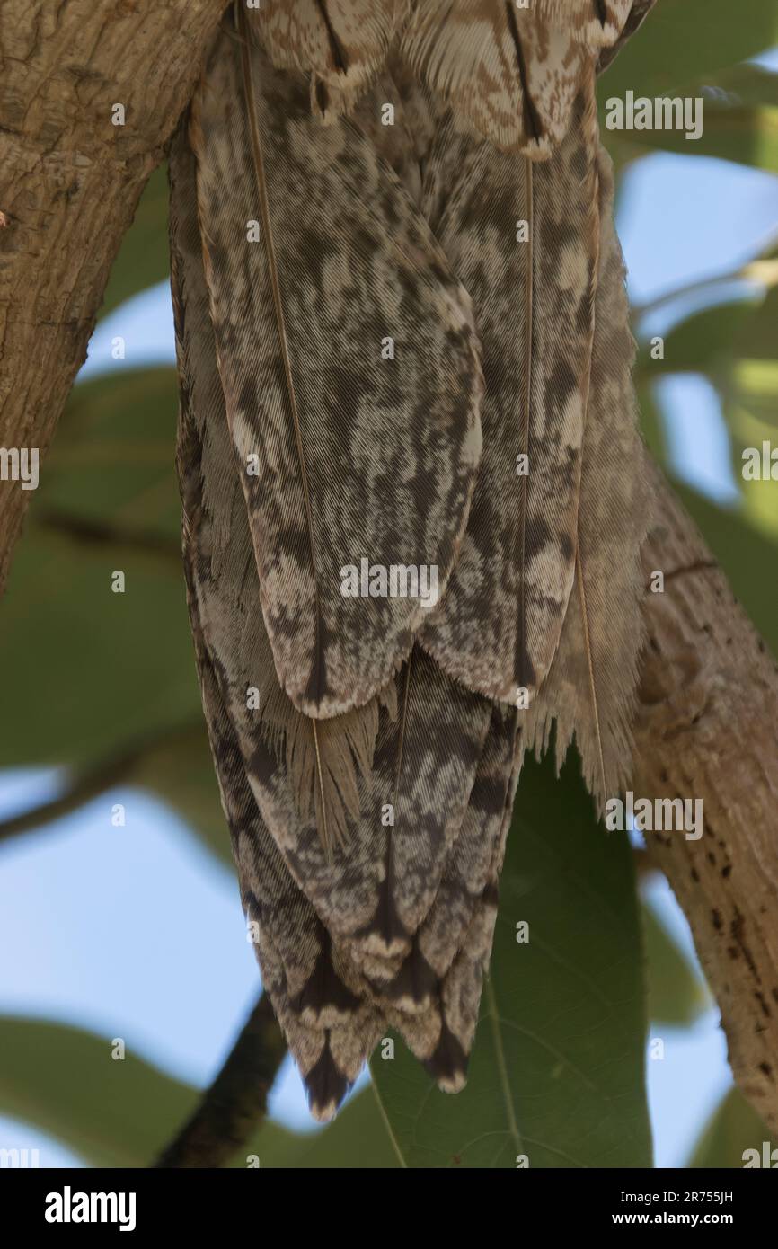 Back of Australian Marbled Frogmouth , podargus ocellatus, roosting in ...