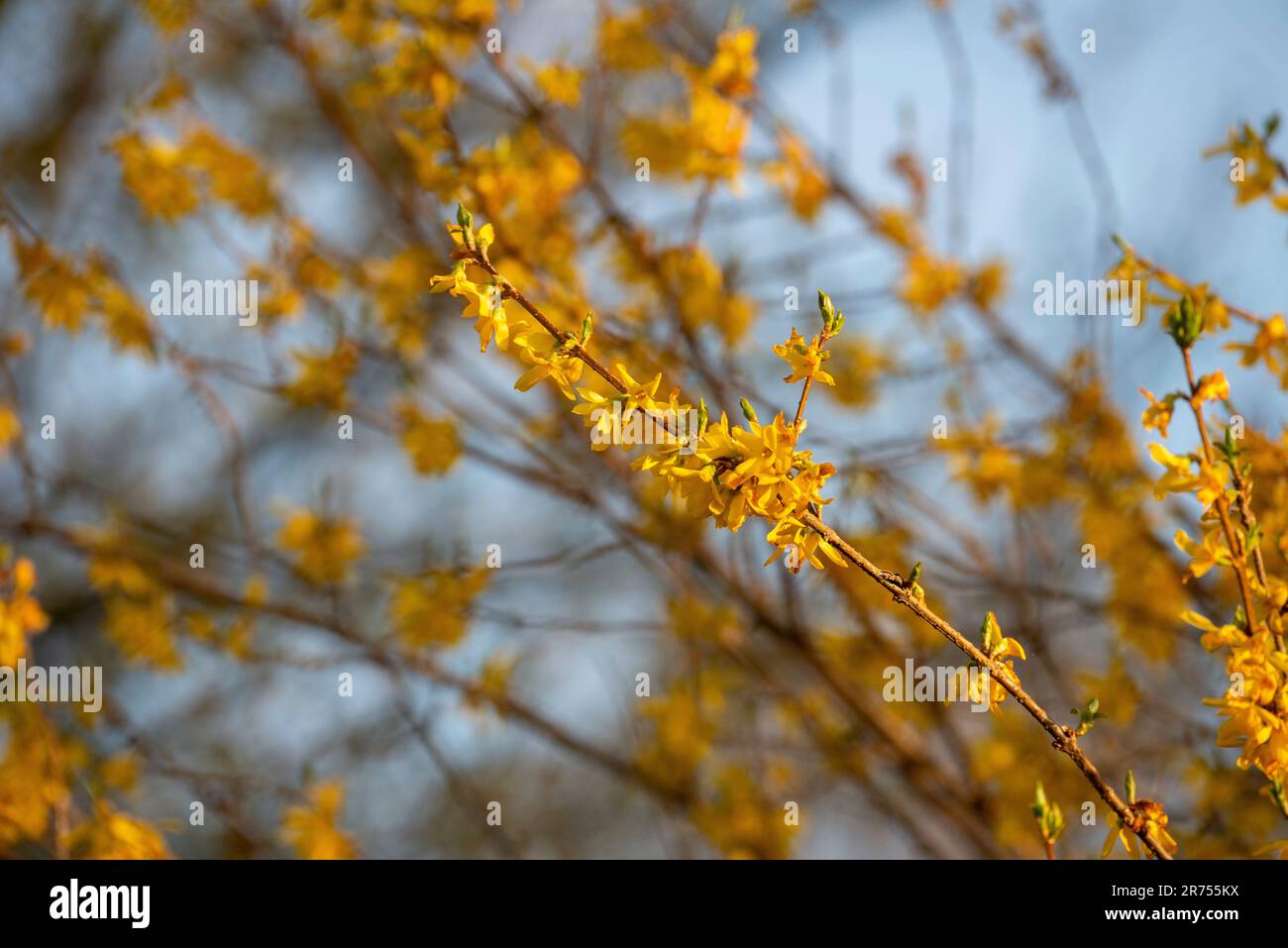 Forsythia, forsythia, flowers, spring, shrub Stock Photo - Alamy