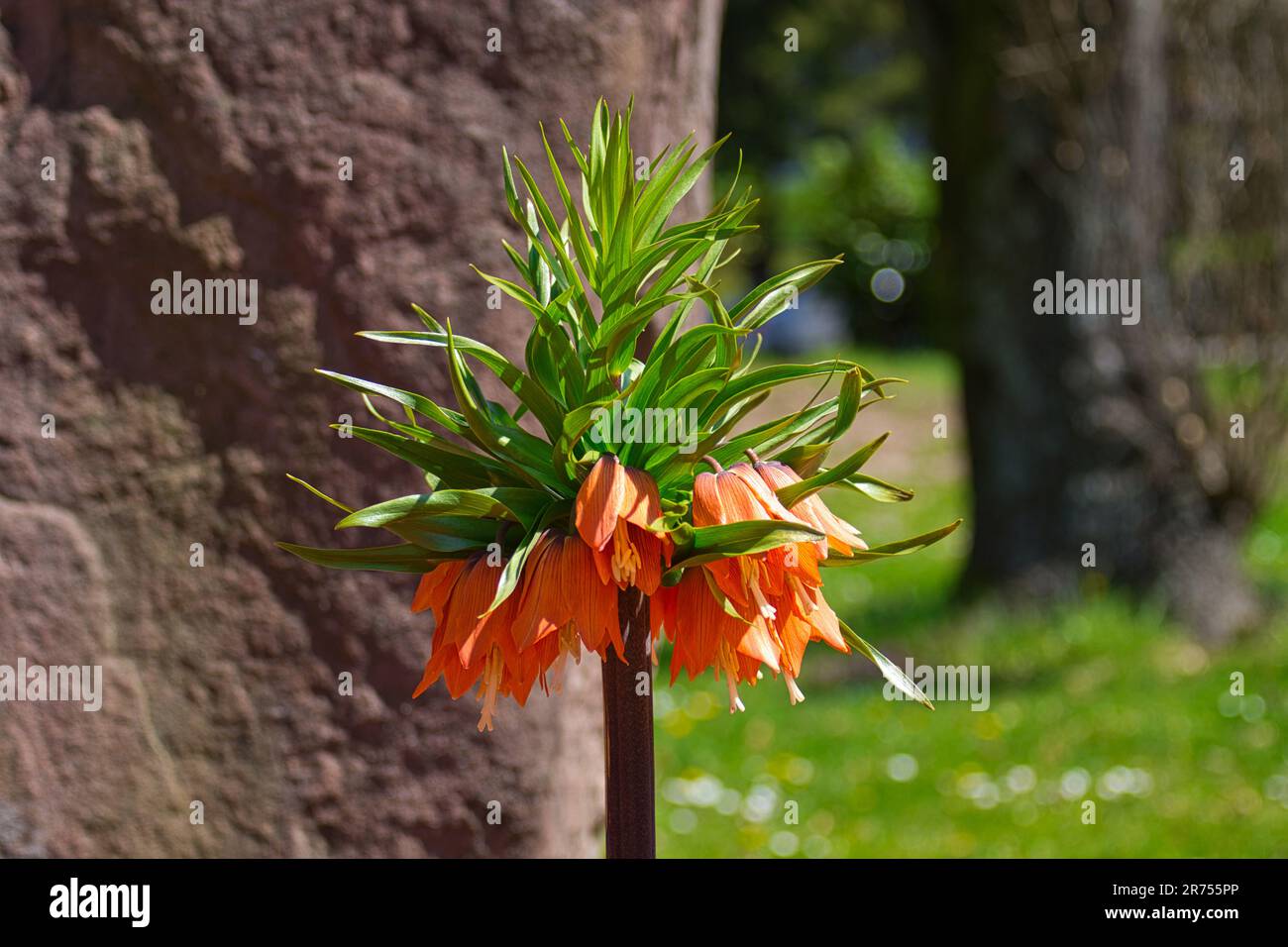 A blooming crown imperial flower among trees on a field Stock Photo - Alamy