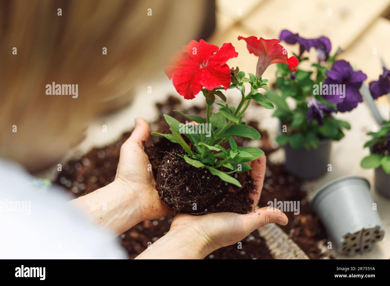 Woman planting summer container hi-res stock photography and images - Alamy