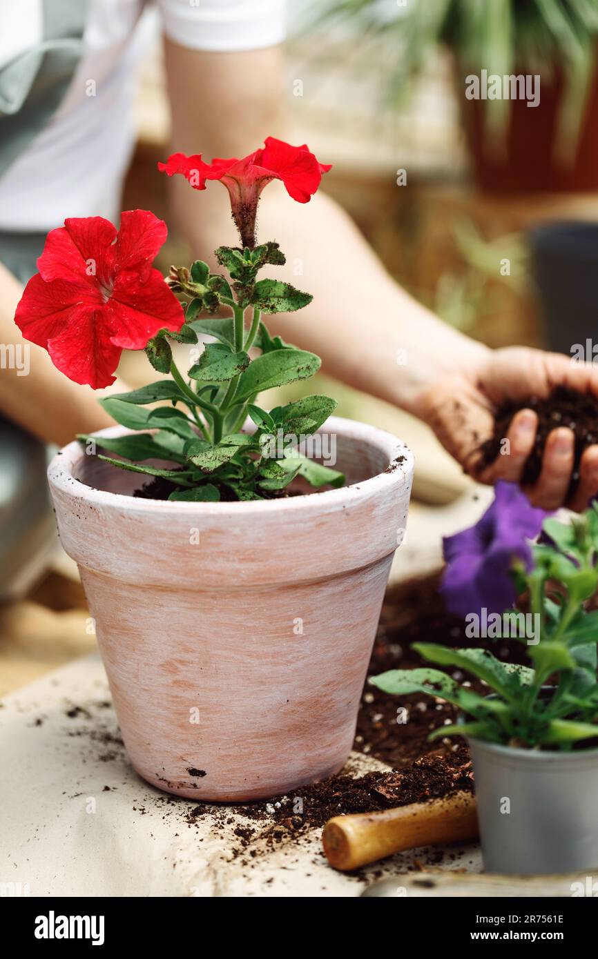 Woman planting summer container hi-res stock photography and images - Alamy