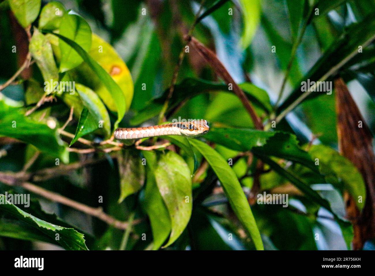 Hidden snake in a rainforest Stock Photo - Alamy