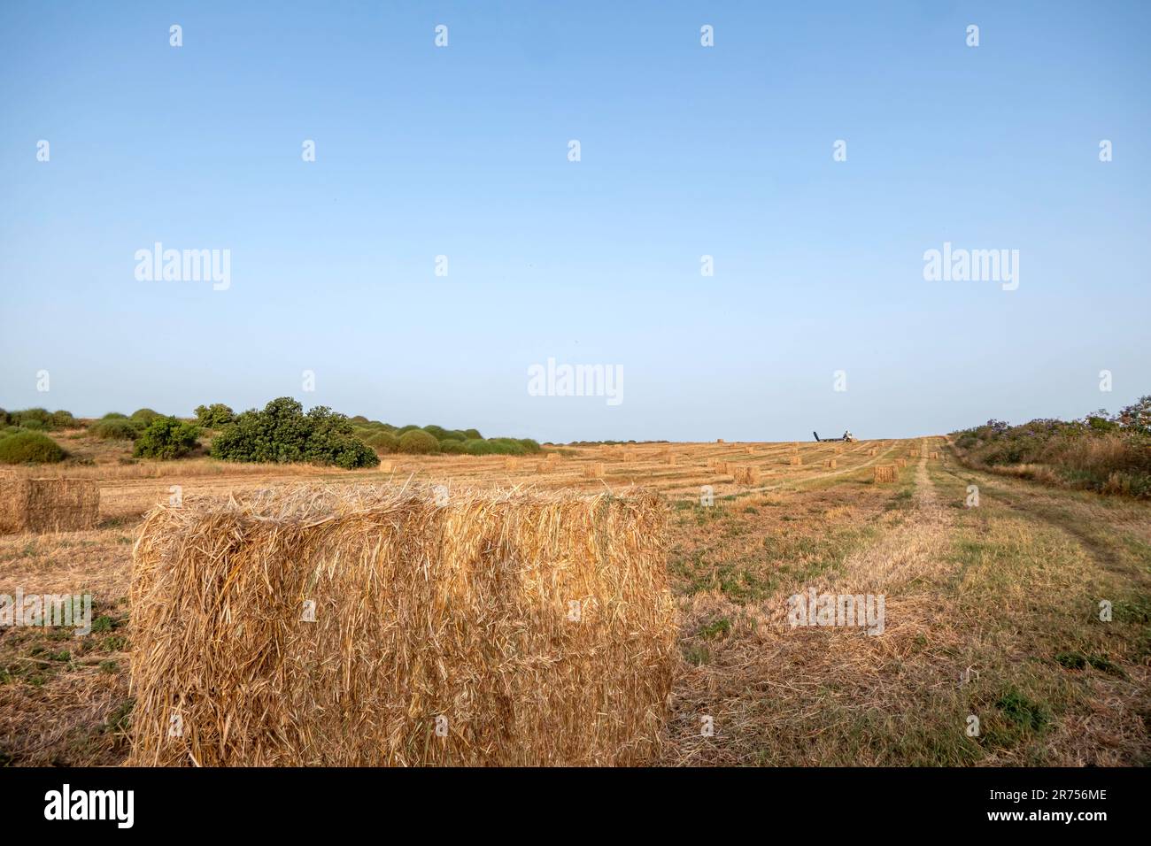 Packed straw after harvesting wheat in an agricultural field. Israel ...