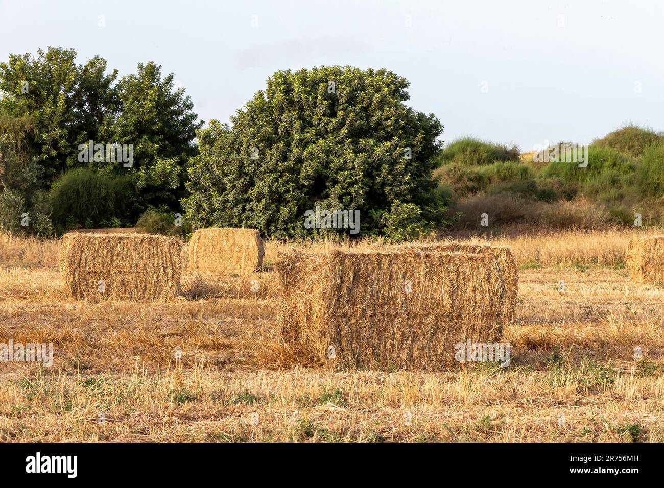 Packed straw after harvesting wheat in an agricultural field. Israel ...