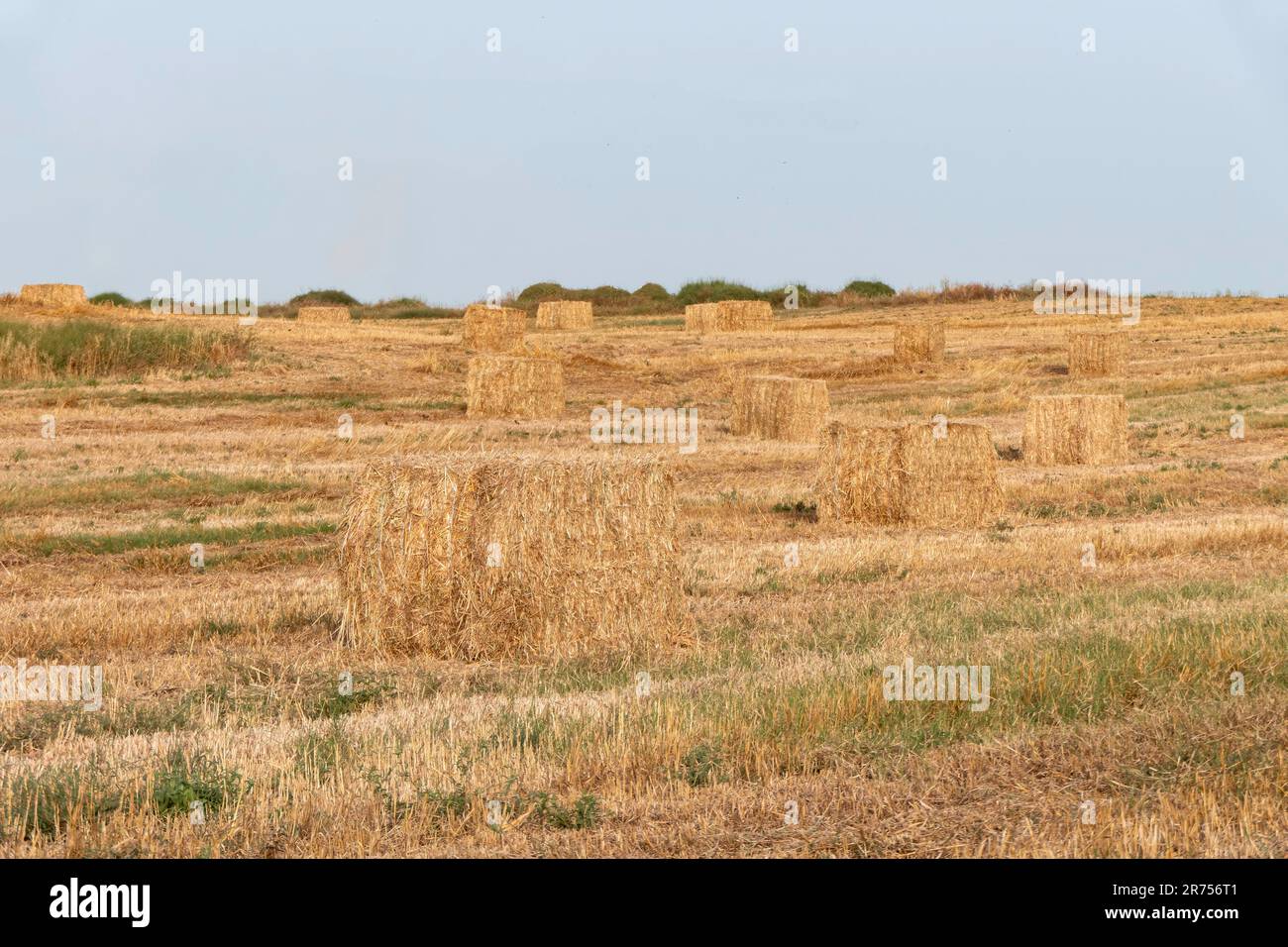 Packed straw after harvesting wheat in an agricultural field. Israel ...