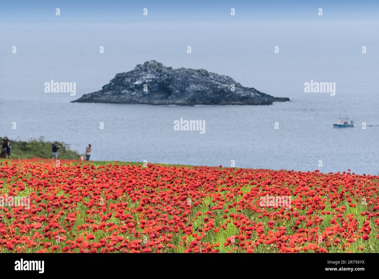 The stunning sight of a field full of Common Poppies Papaver rhoeas on ...