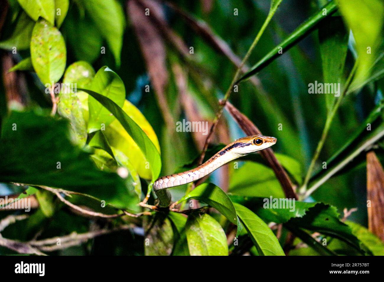 Hidden snake in a rainforest Stock Photo - Alamy
