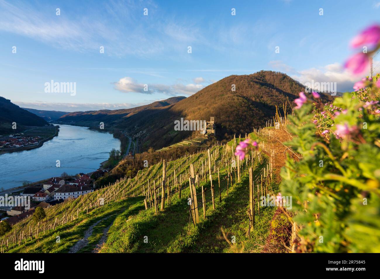Spitz, river Donau (Danube), vineyard, view from hill Tausendeimerberg ...