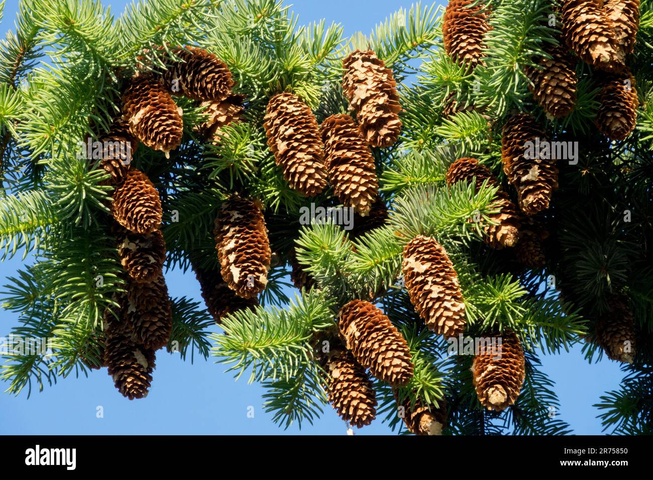 Spruce cones hang from the ends of branches Stock Photo - Alamy