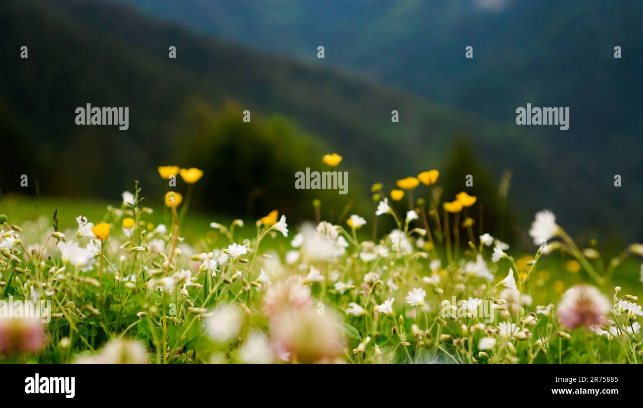 Flower meadow. Blurred spring background. Bright colors, summer mood ...
