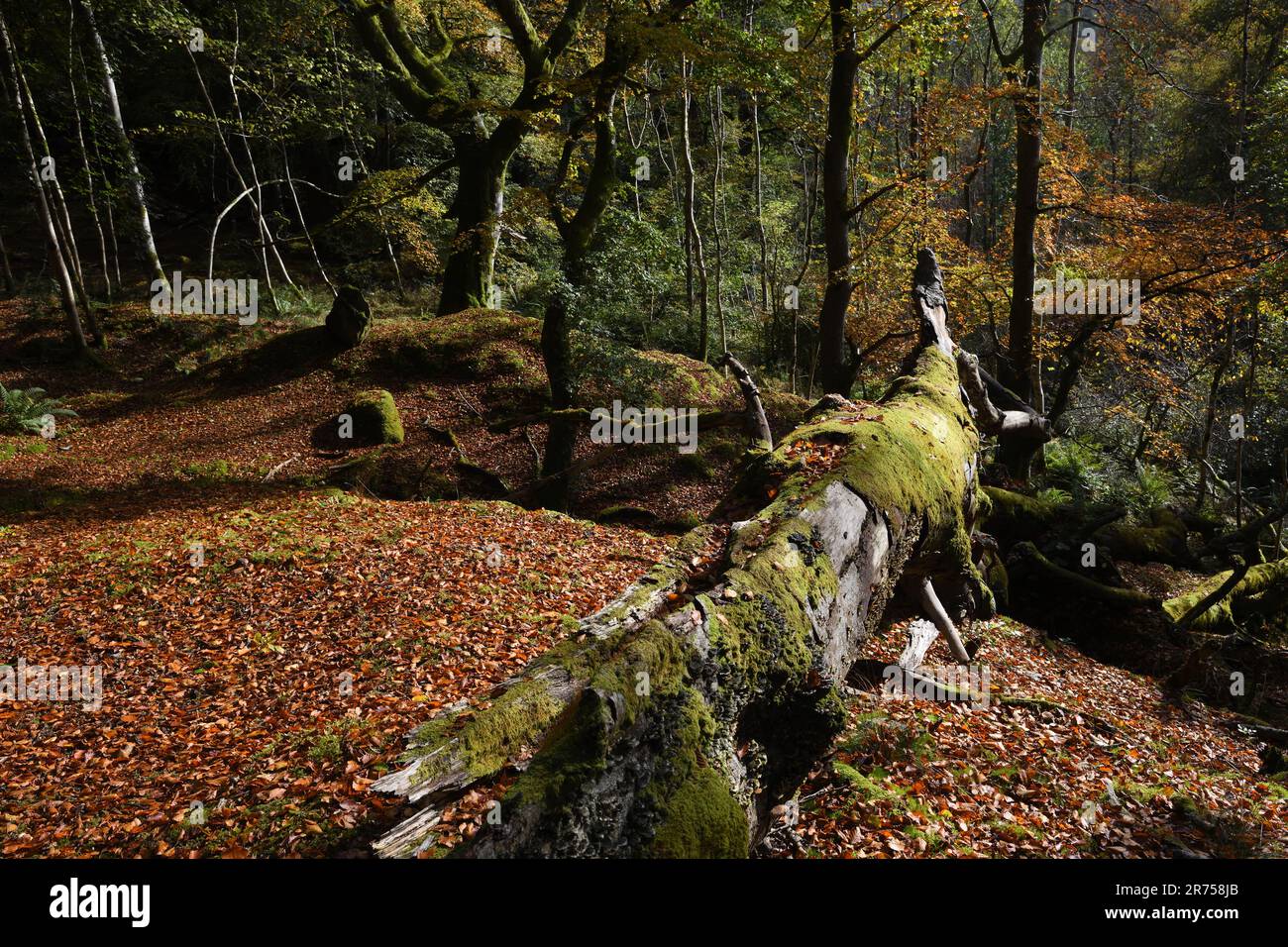 A moss covered decaying fallen tree on an autumn leaved forest floor ...