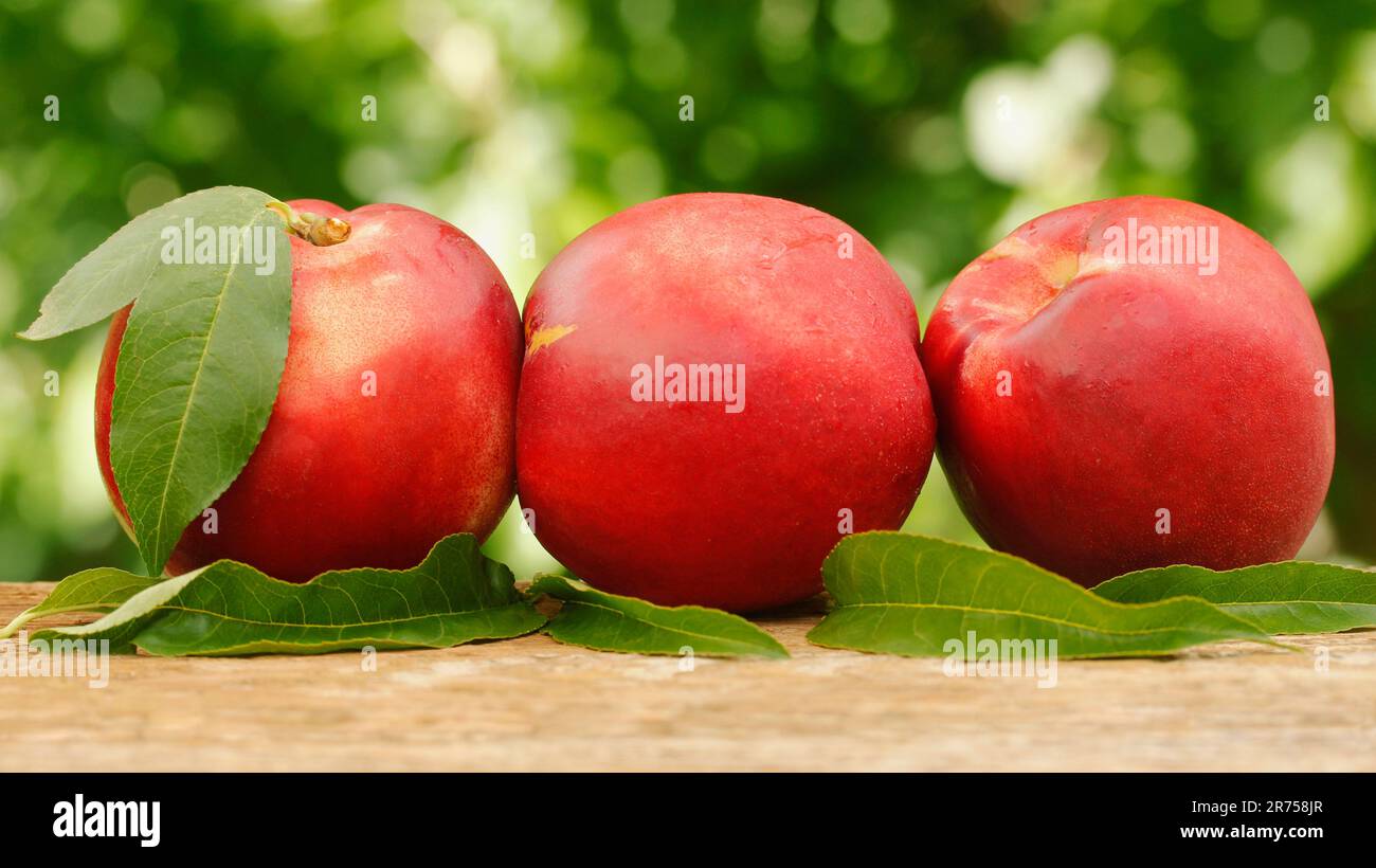 Nectarine orchard hi-res stock photography and images - Alamy