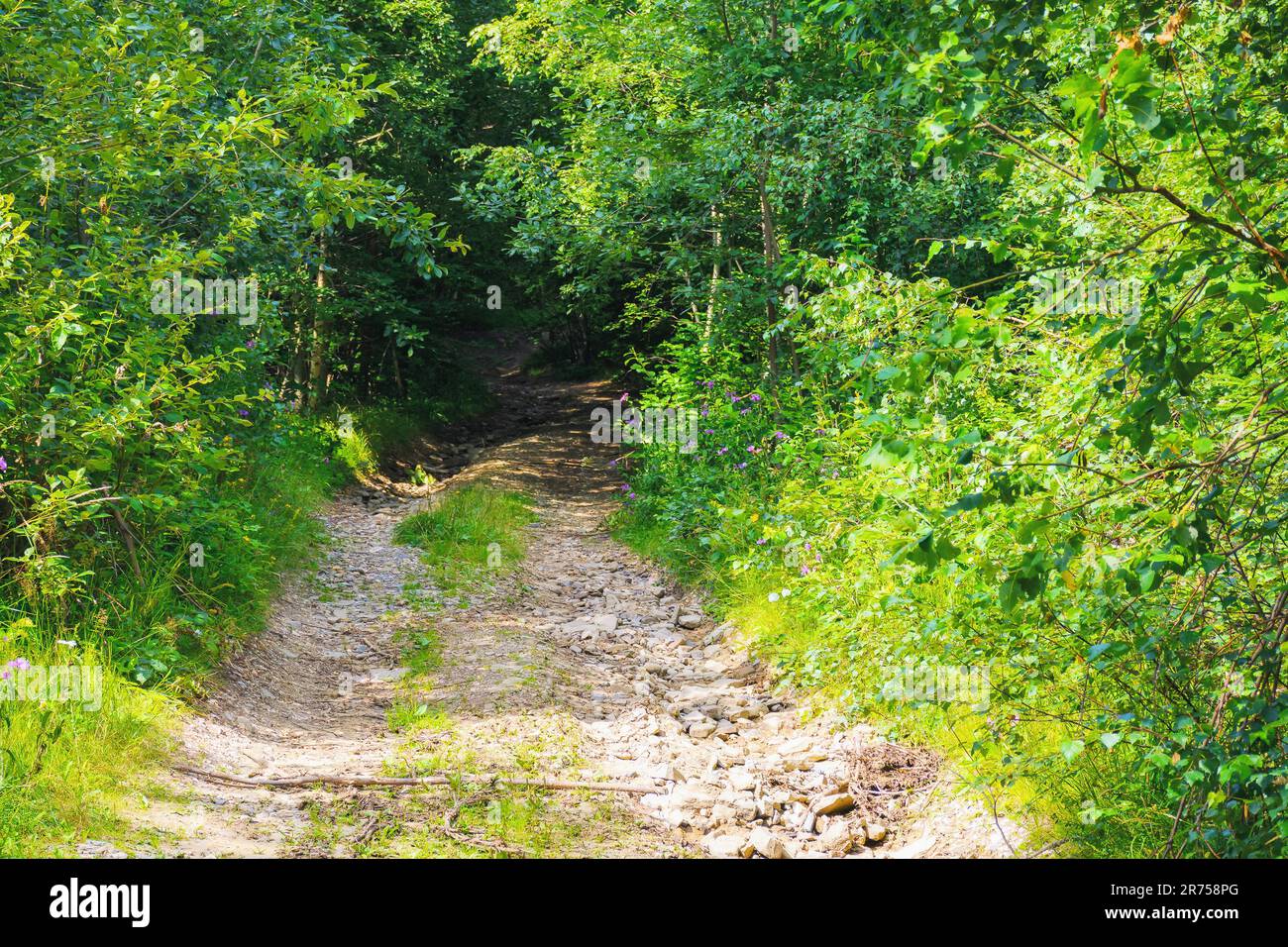 adventure in deciduous woods. countryside tourism concept Stock Photo ...