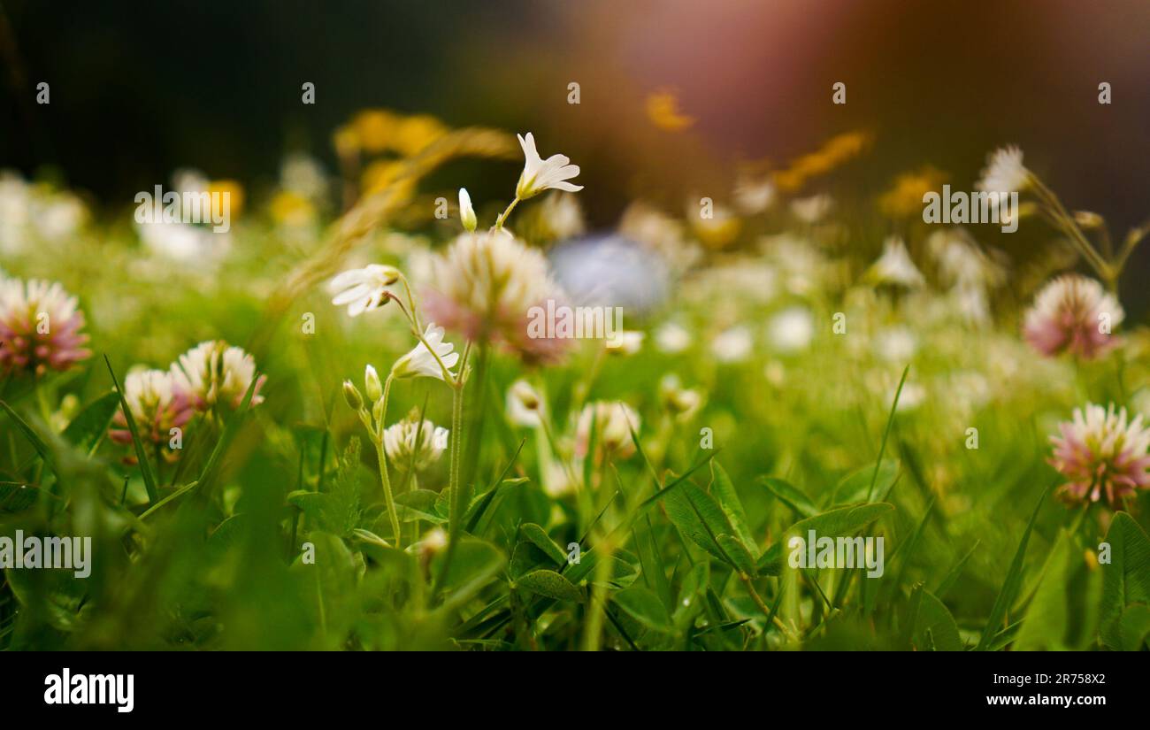 Flower meadow. Blurred spring background. Bright colors, summer mood ...