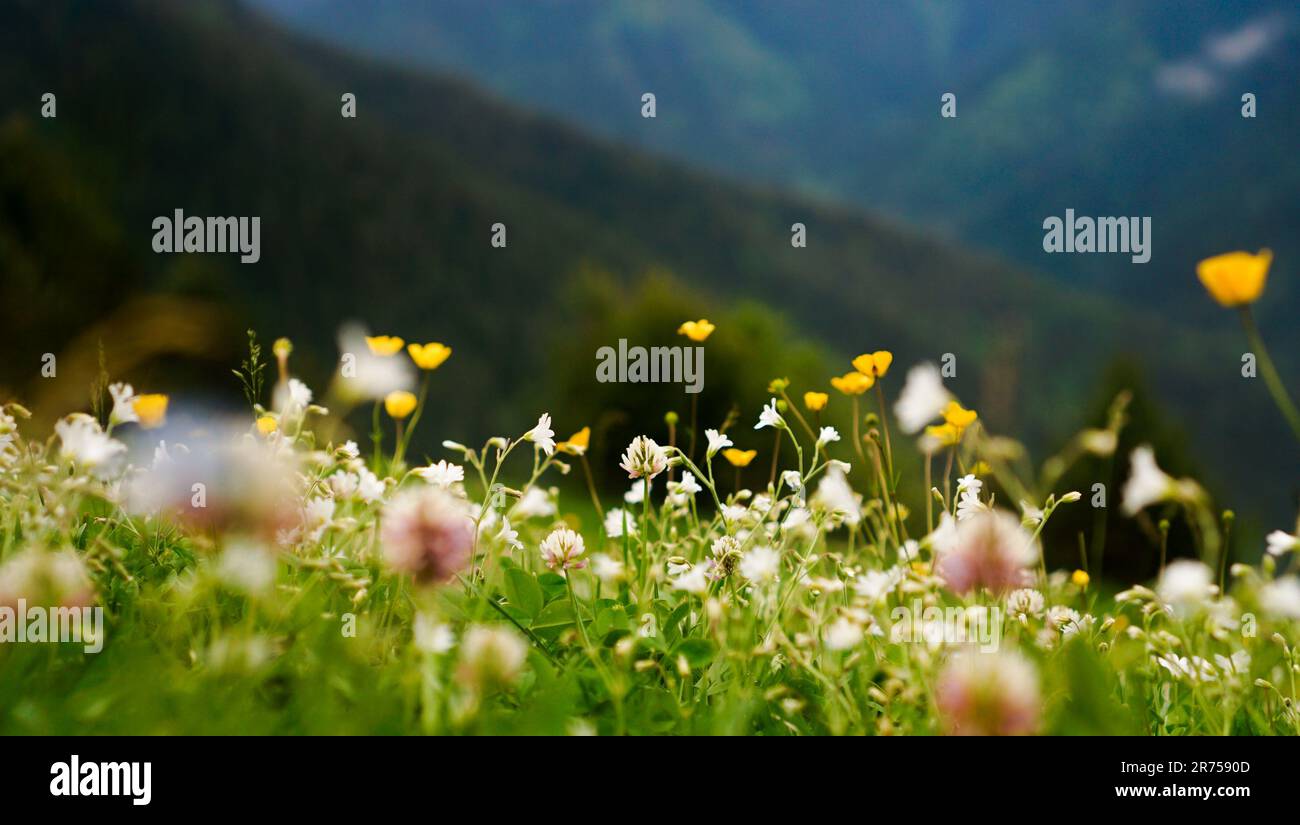 Flower meadow. Blurred spring background. Bright colors, summer mood ...