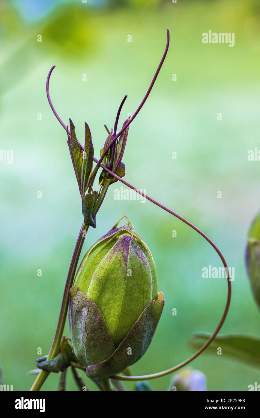green bud of a passion flower, Passiflora caerulea, tendril ...