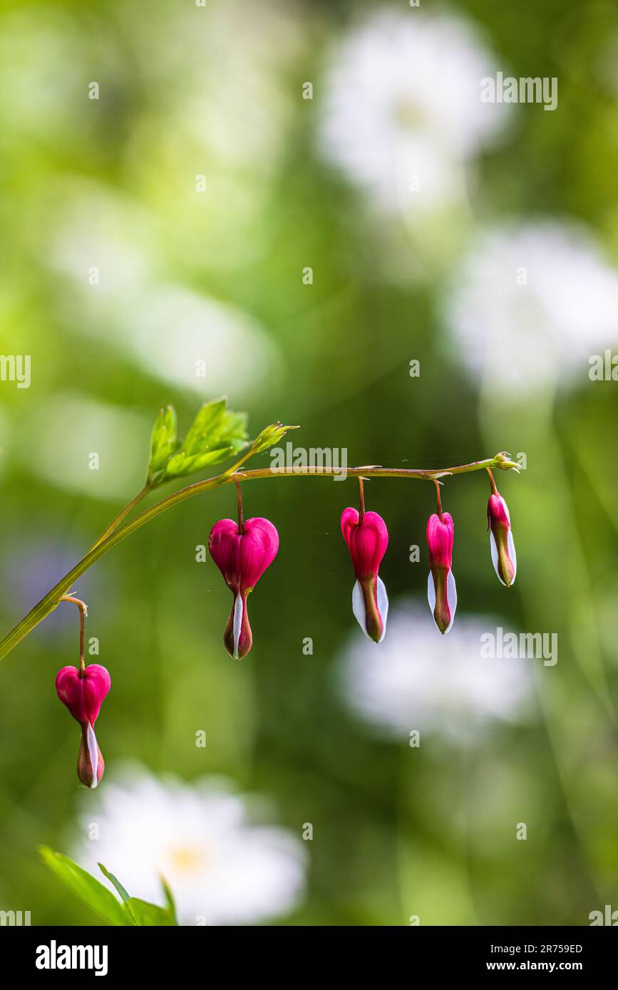 Close up heart bleeding hi-res stock photography and images - Alamy