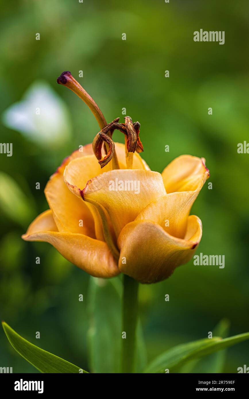 Lily 'Apricot Fudge', flower, Asiatisk lilja (Lilium asiatica Stock ...