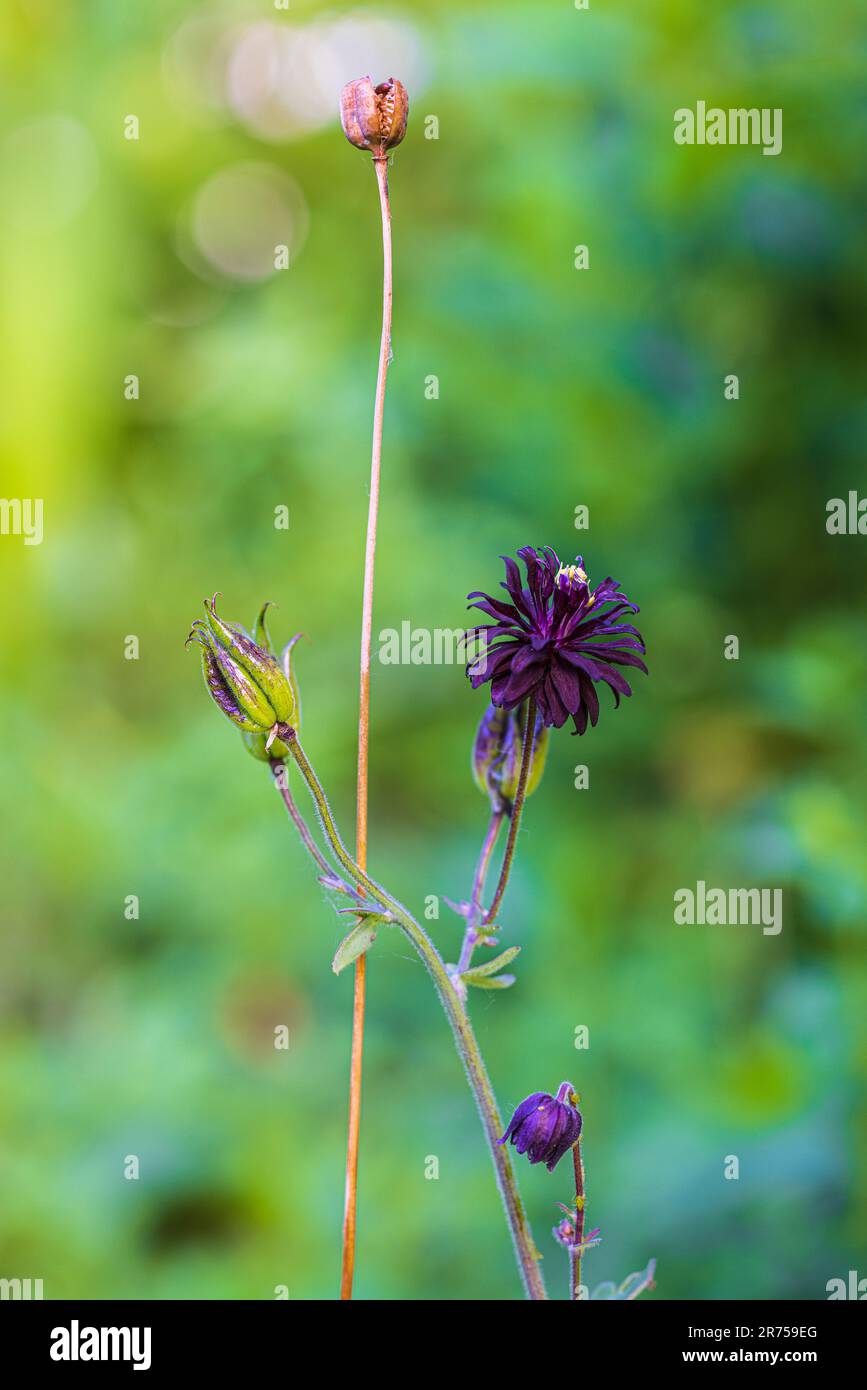 Aquilegia Vulgaris hybrid, 'Black Barlow' columbine, bud, close up ...