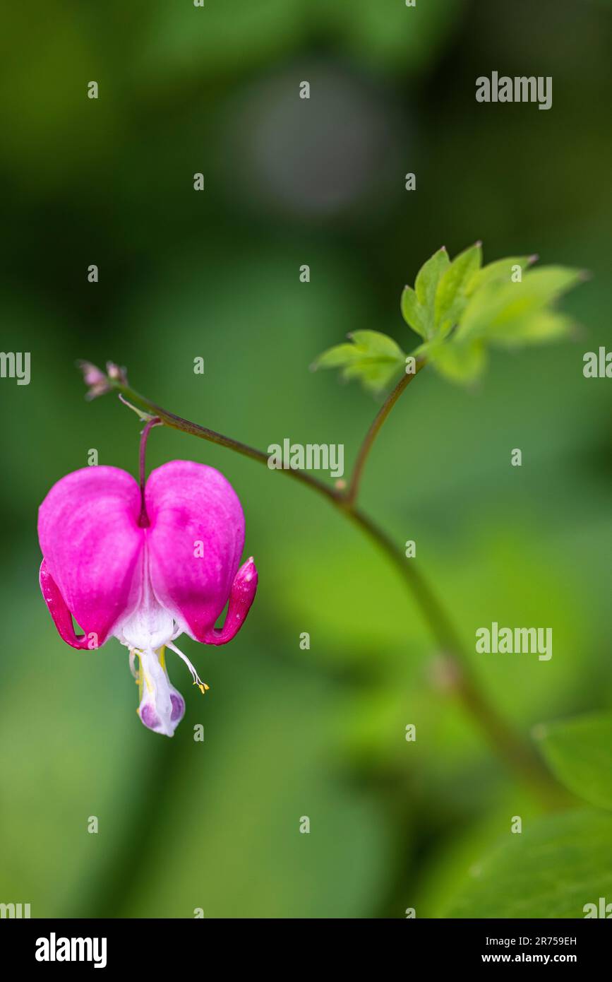 Representative close up hi-res stock photography and images - Alamy