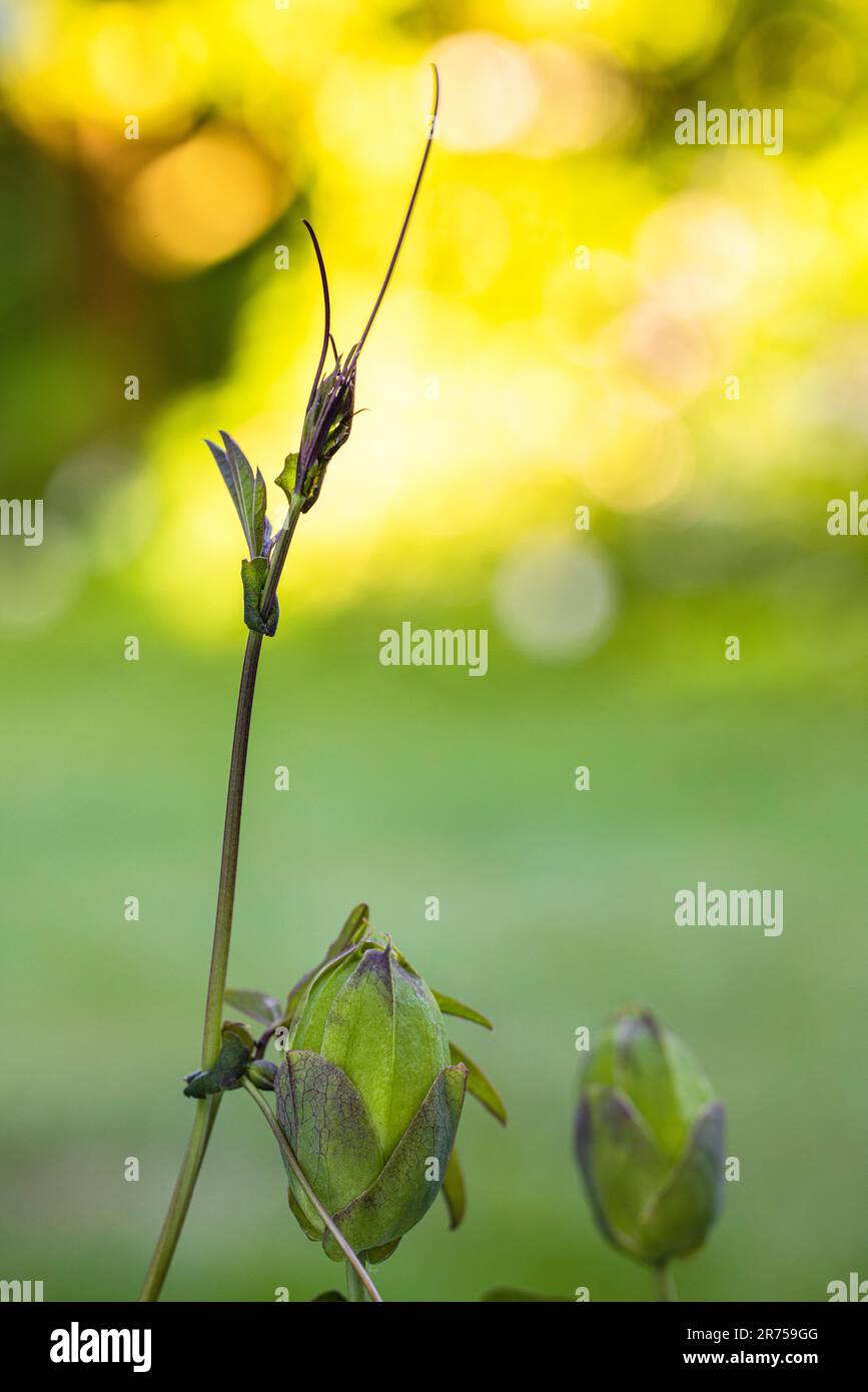 Passion flower climbing tendrils hi-res stock photography and images ...