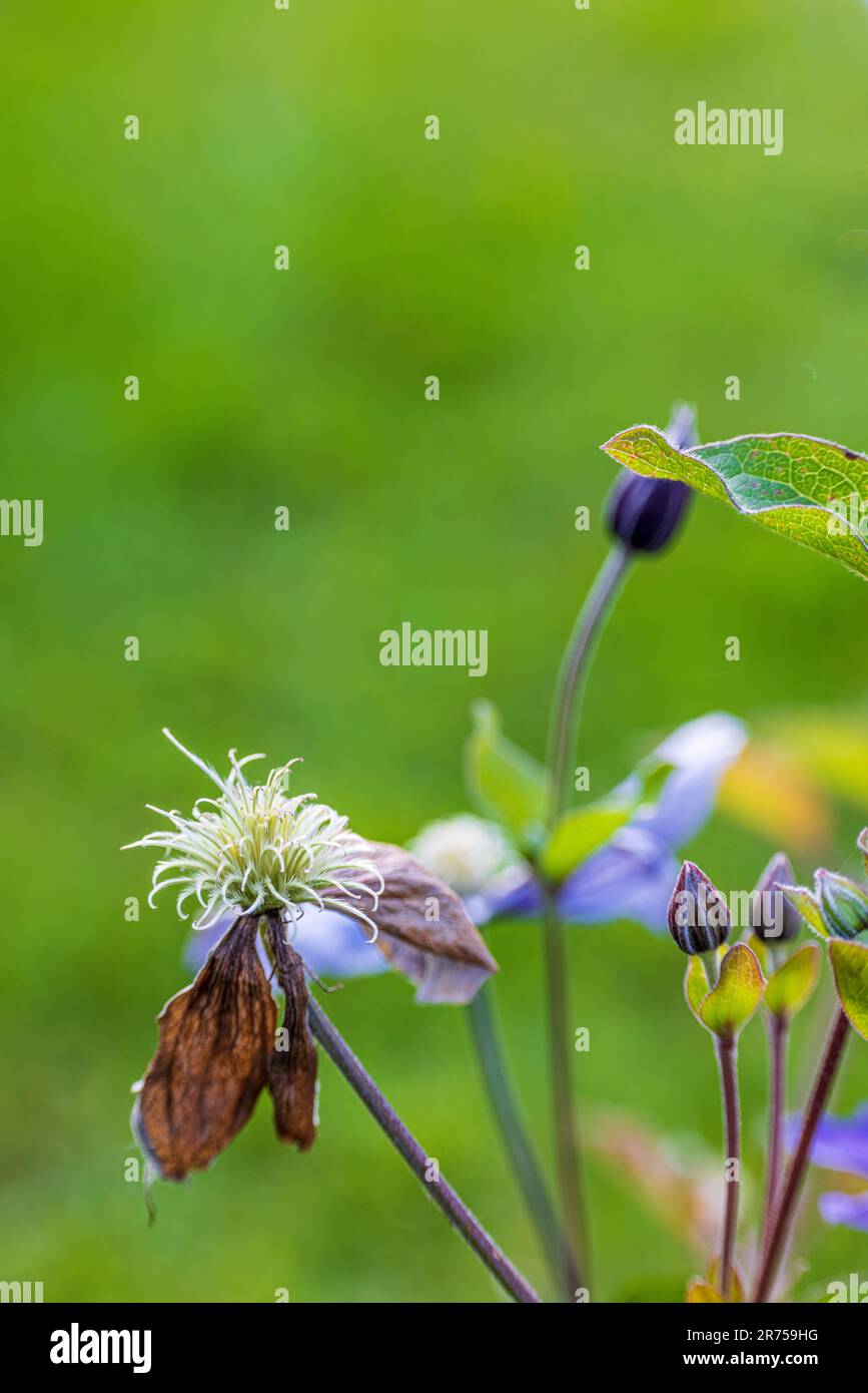 faded plant, clematis, green background, symbol, beauty in decay Stock ...