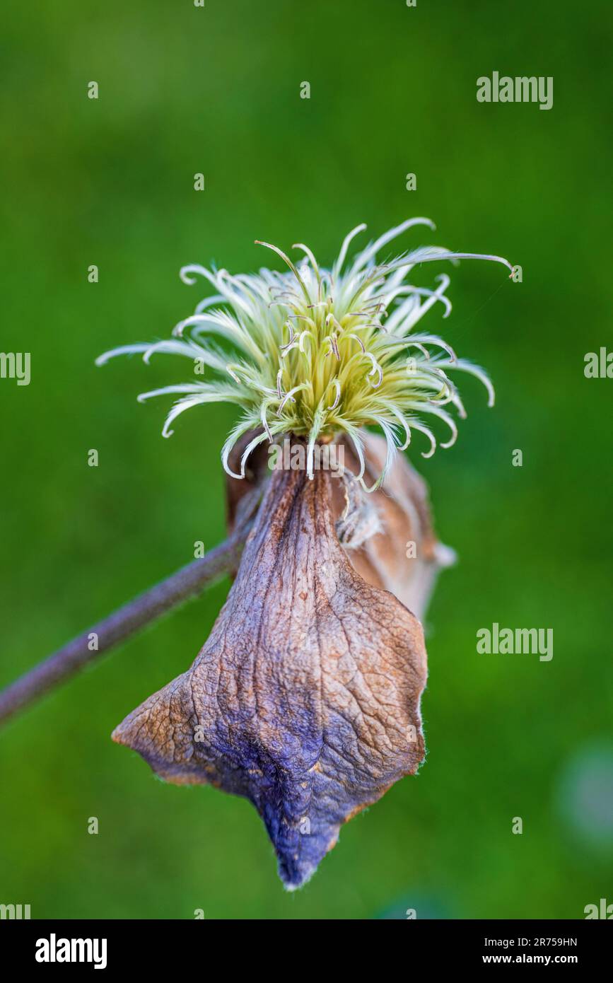 faded plant, clematis, green background, symbol, beauty in decay Stock ...