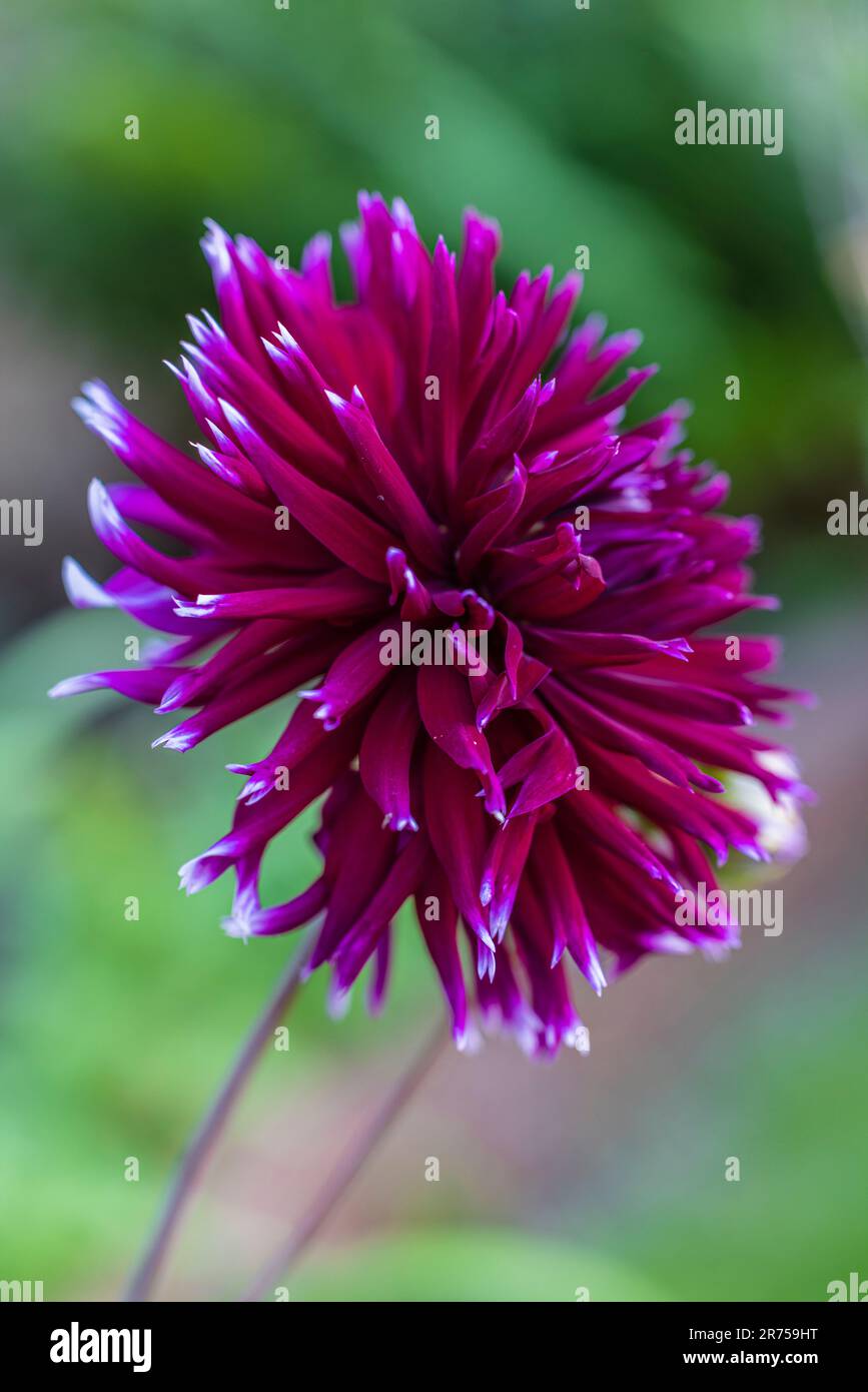 Dahlia mixture midnight party in full bloom hi-res stock photography ...