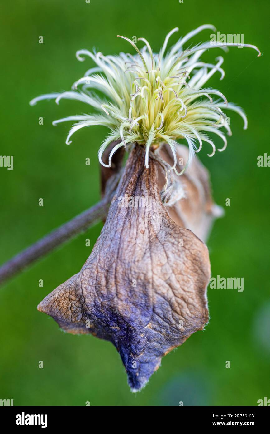 faded plant, clematis, green background, symbol, beauty in decay Stock ...