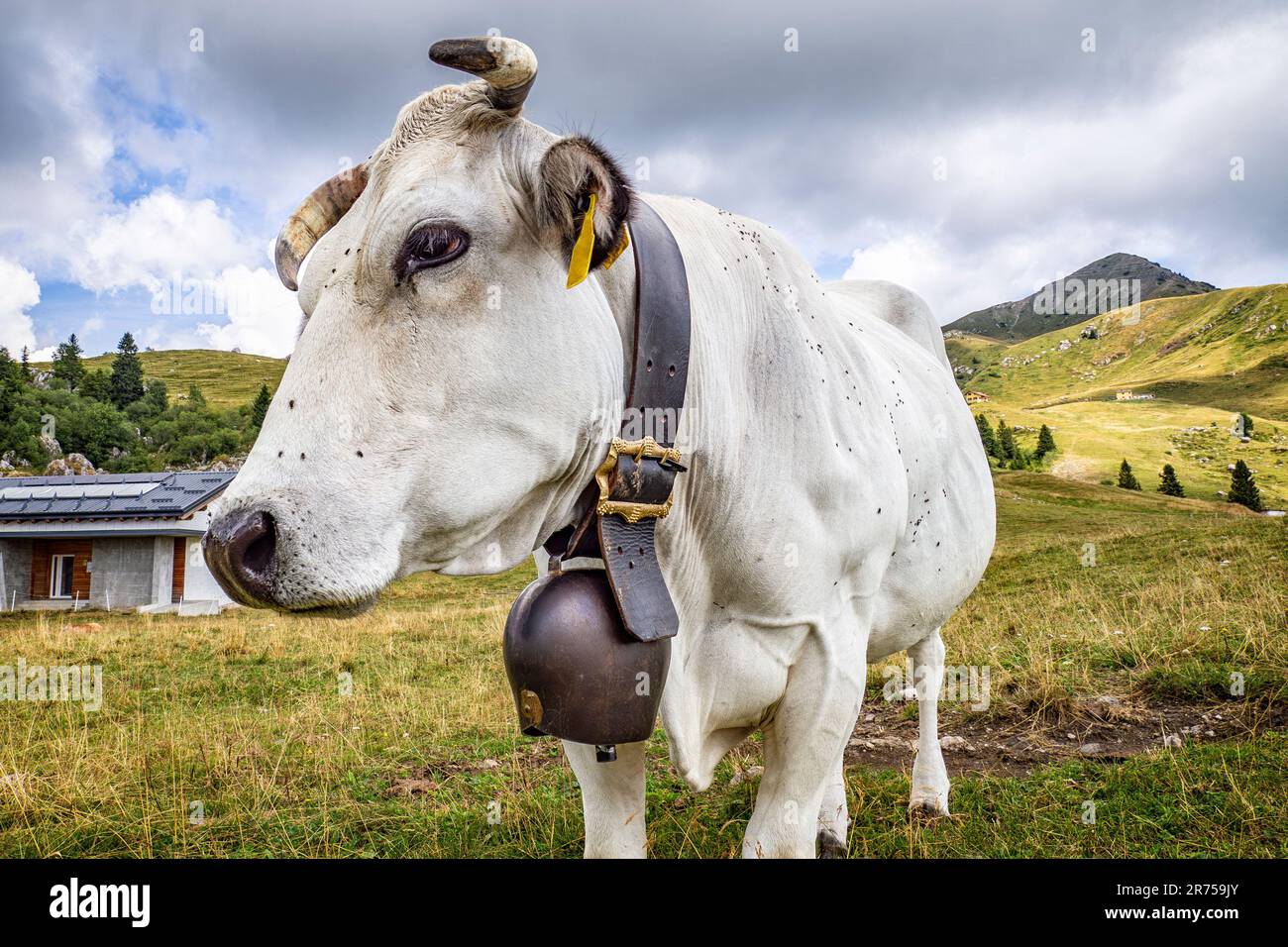 Funny cow face close-up in a prairie Stock Photo - Alamy