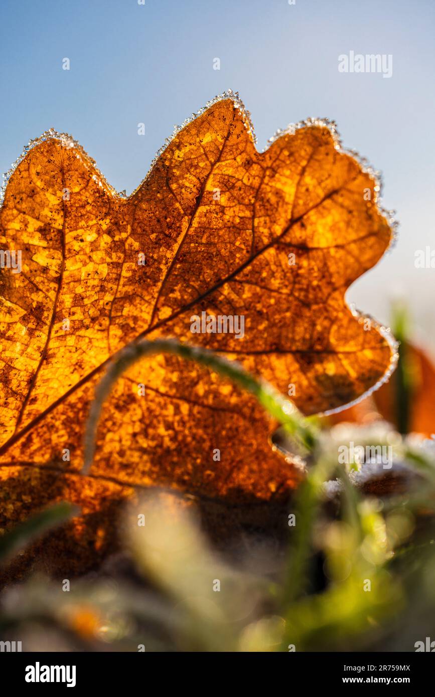 Fallen leaf on forest floor, nature in detail, forest still life ...