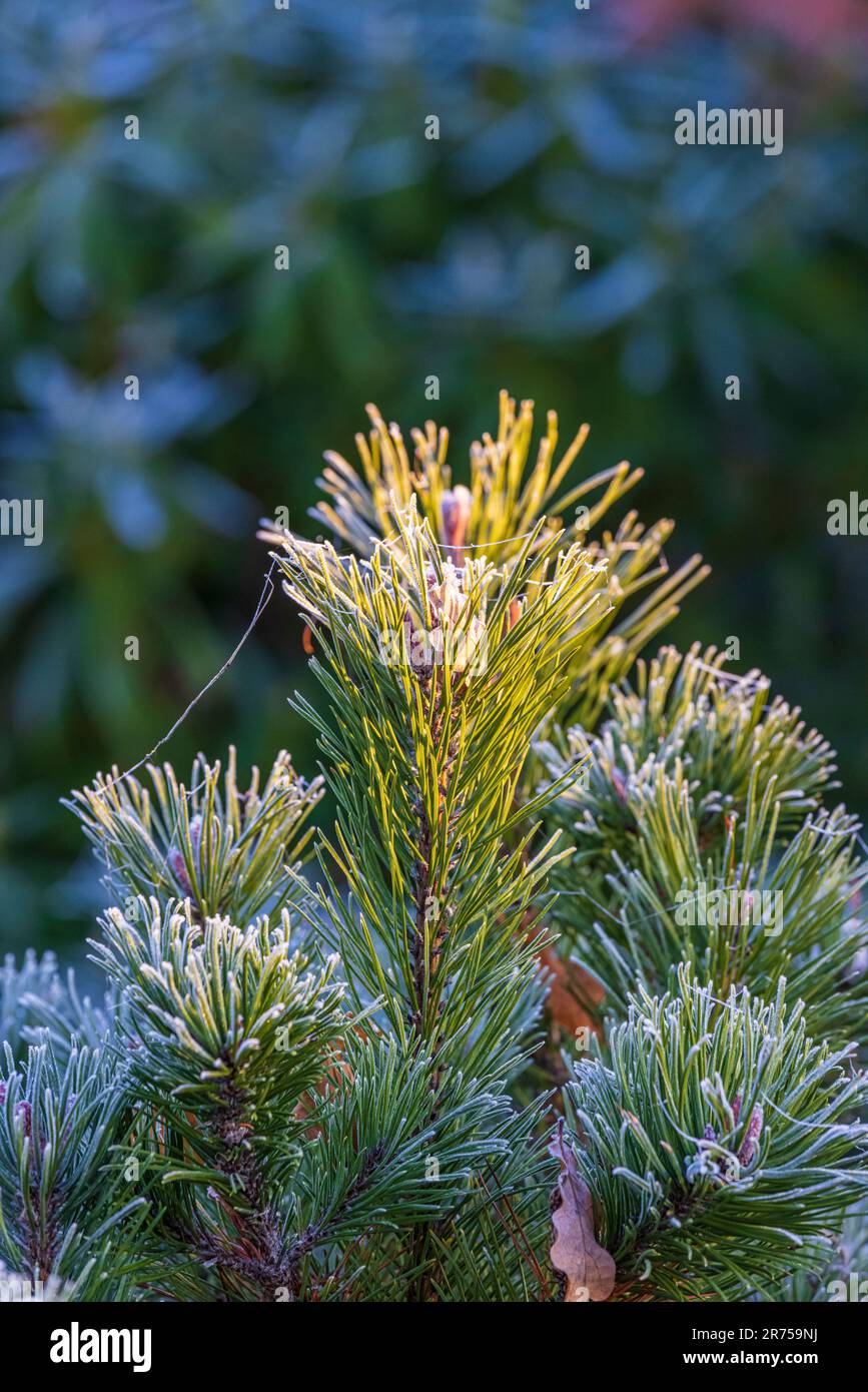 Pine shoot in winter, Scots pine (Pinus sylvestris L.), young plant ...