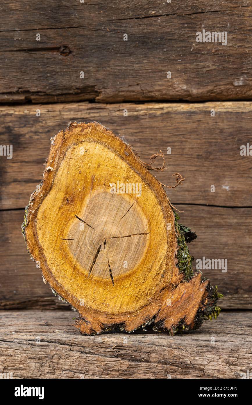 Wooden piece of sawed off tree, still life Stock Photo - Alamy