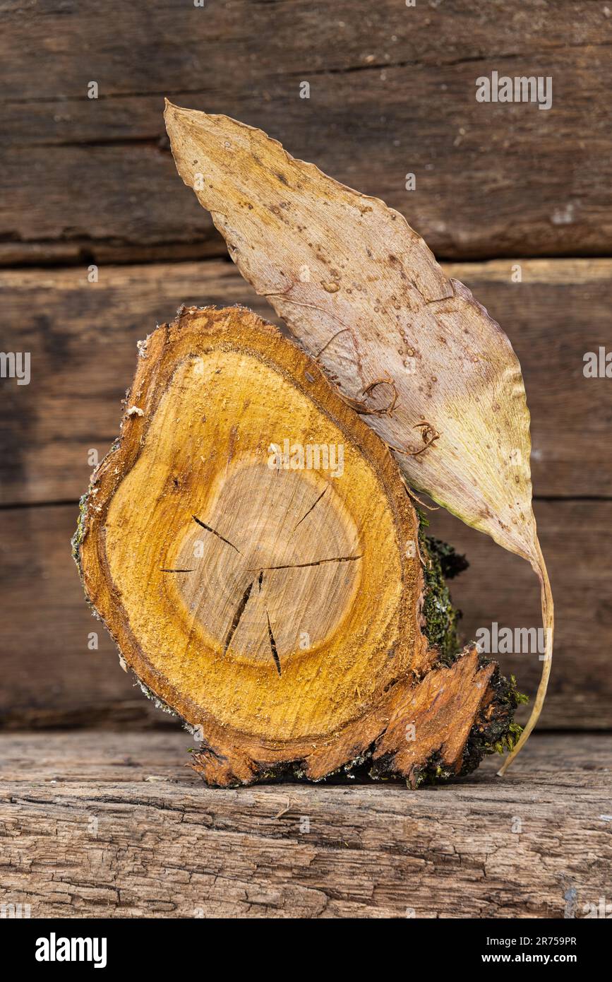 Transverse section of leaf hi-res stock photography and images - Alamy