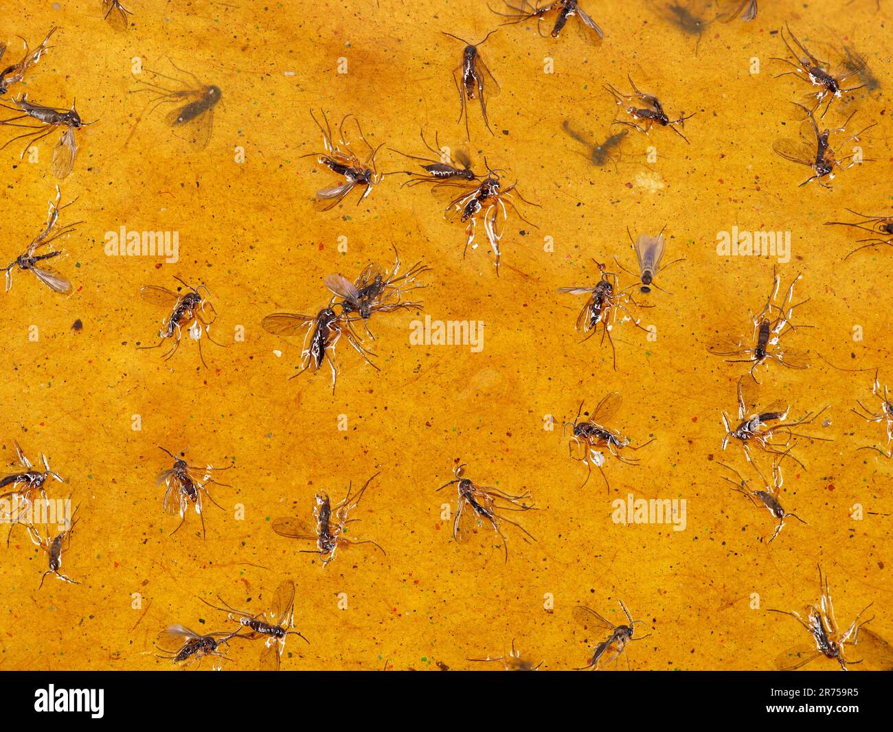 Close-up of various small flies stuck on a yellow sticky flytrap Stock ...