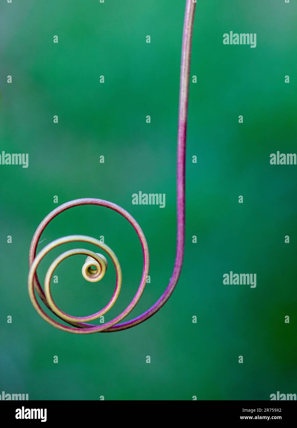 Tendril of a passion flower (Passiflora edulis), bokeh, abstract beauty ...