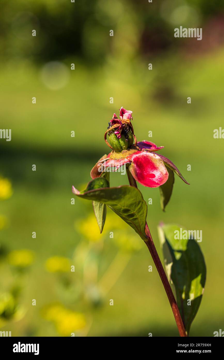 Peony seed pod hi-res stock photography and images - Alamy