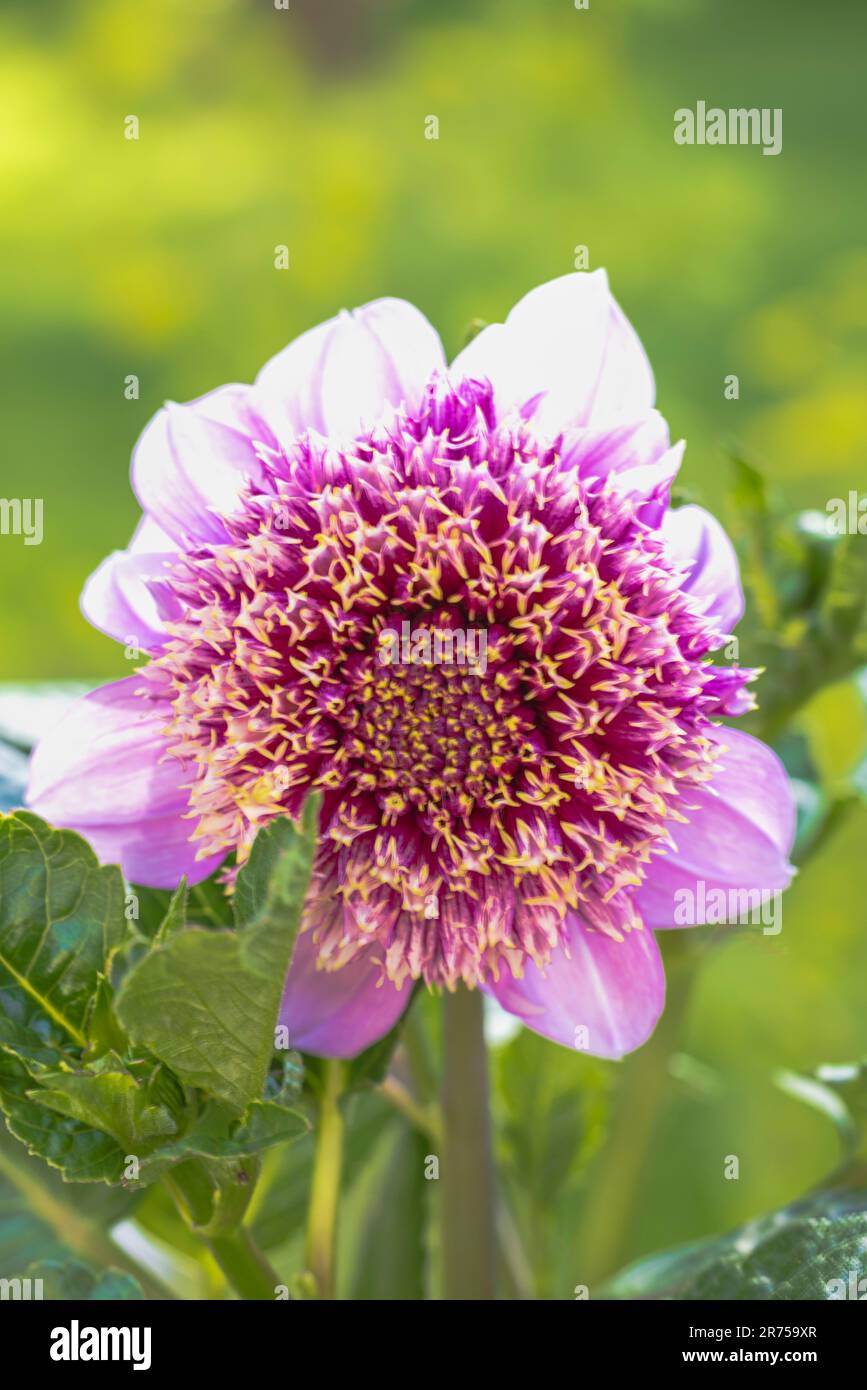 Anemone flowering dahlia 'Fenna Baaij' Stock Photo - Alamy